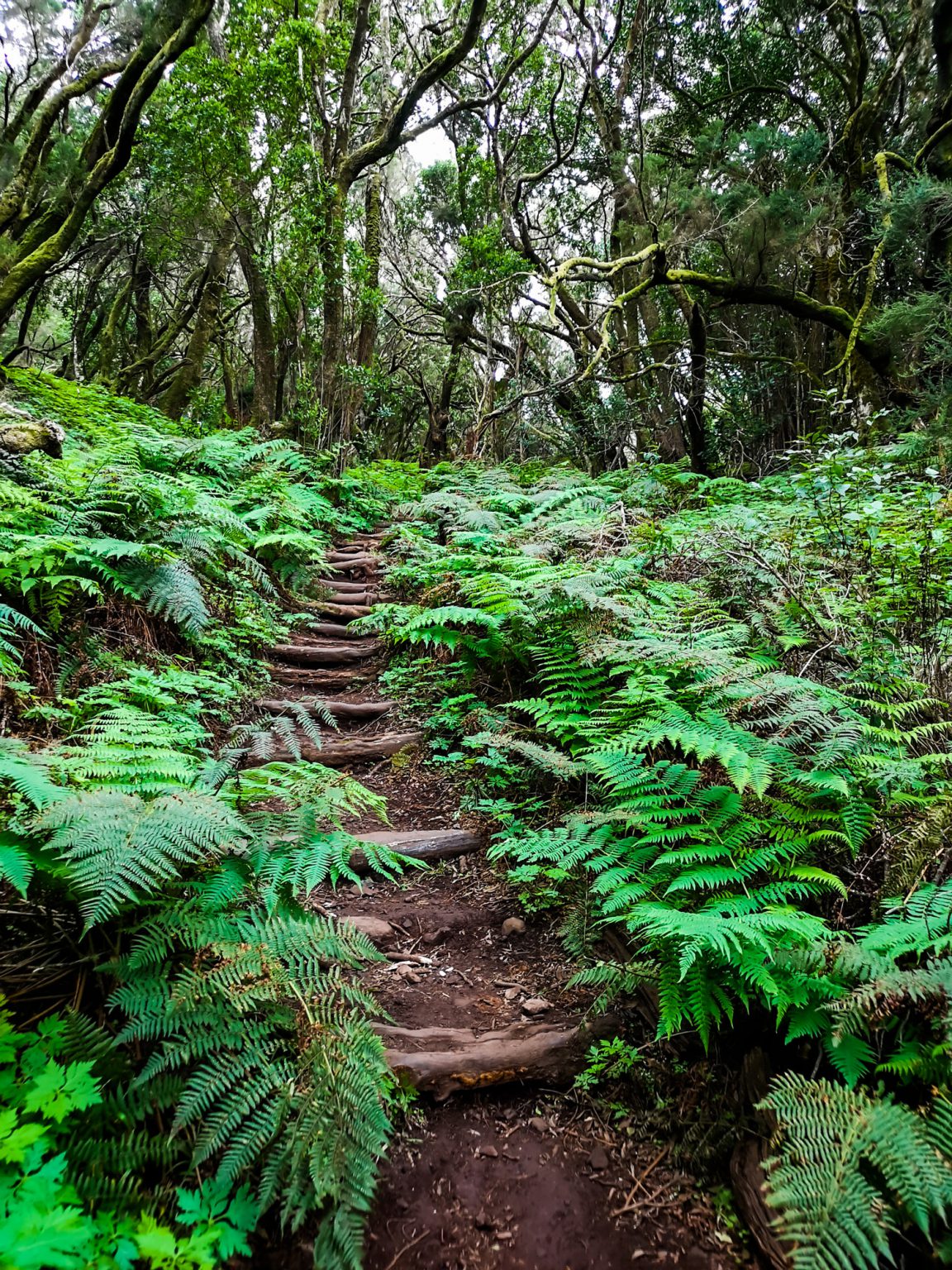 5 rutas para disfrutar de la naturaleza en La Gomera