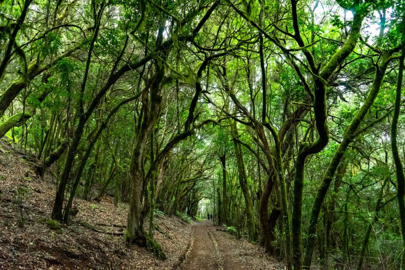 5 rutas para disfrutar de la naturaleza en La Gomera